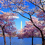 110th Anniversary of Japan's Gift of Friendship | GovInfo